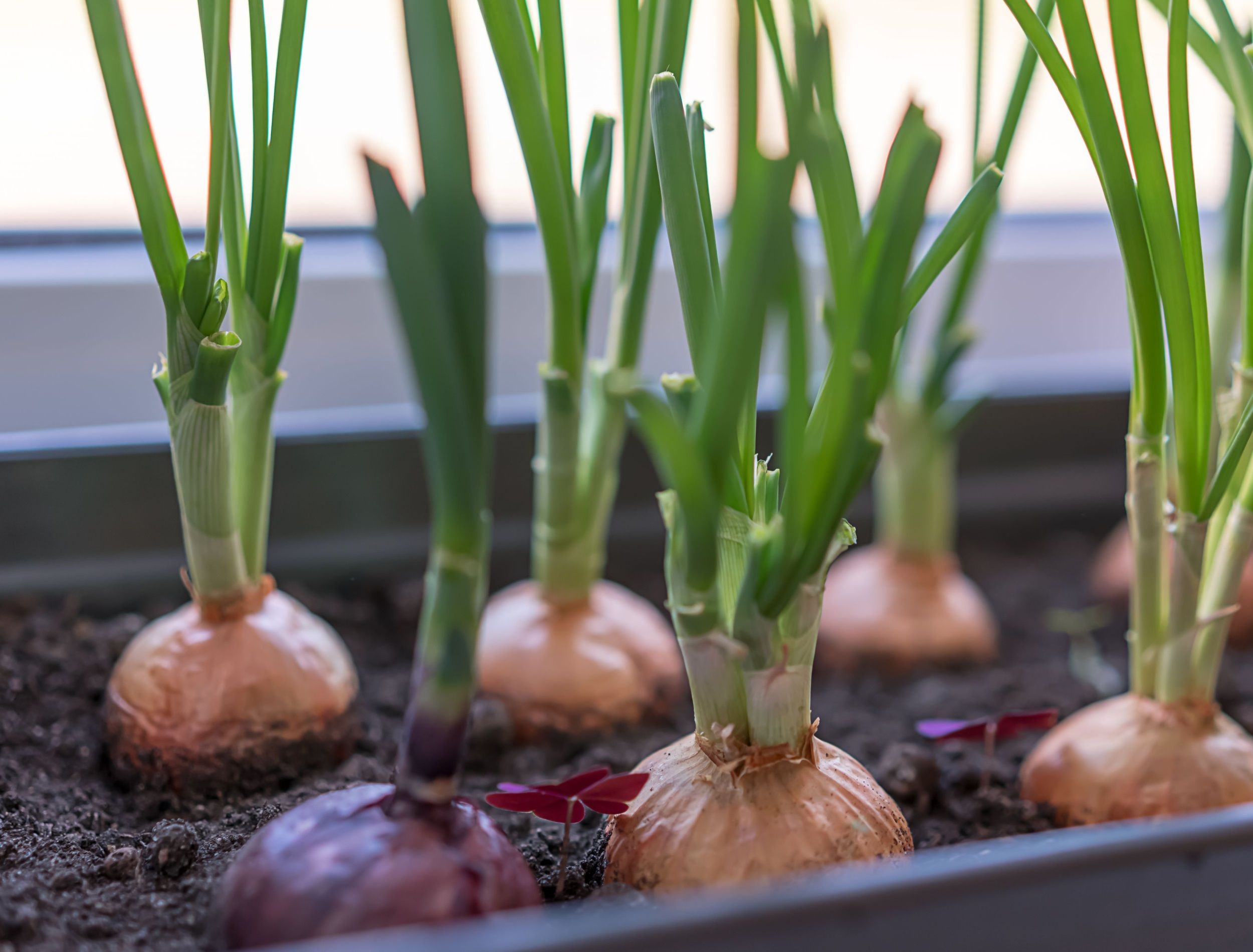 How to Grow Onions in Containers