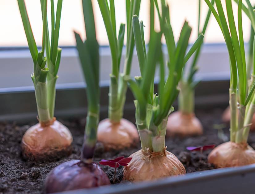 How to Grow Onions in Containers