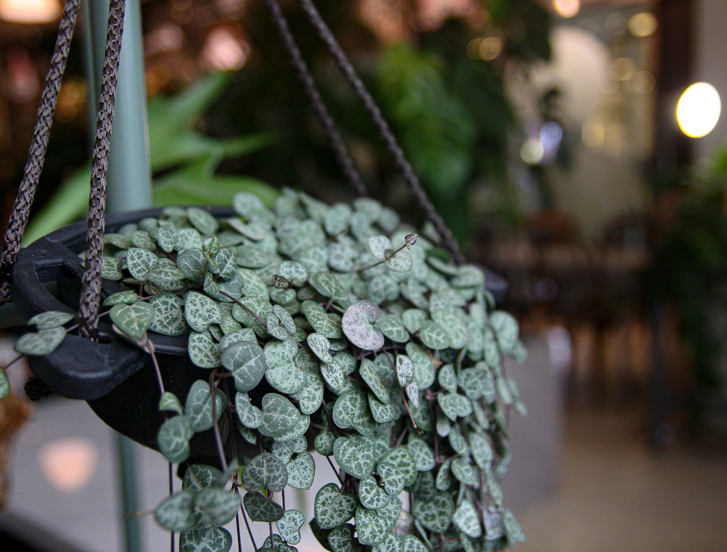 6 Best Indoor Hanging Plants To Add To Your Home