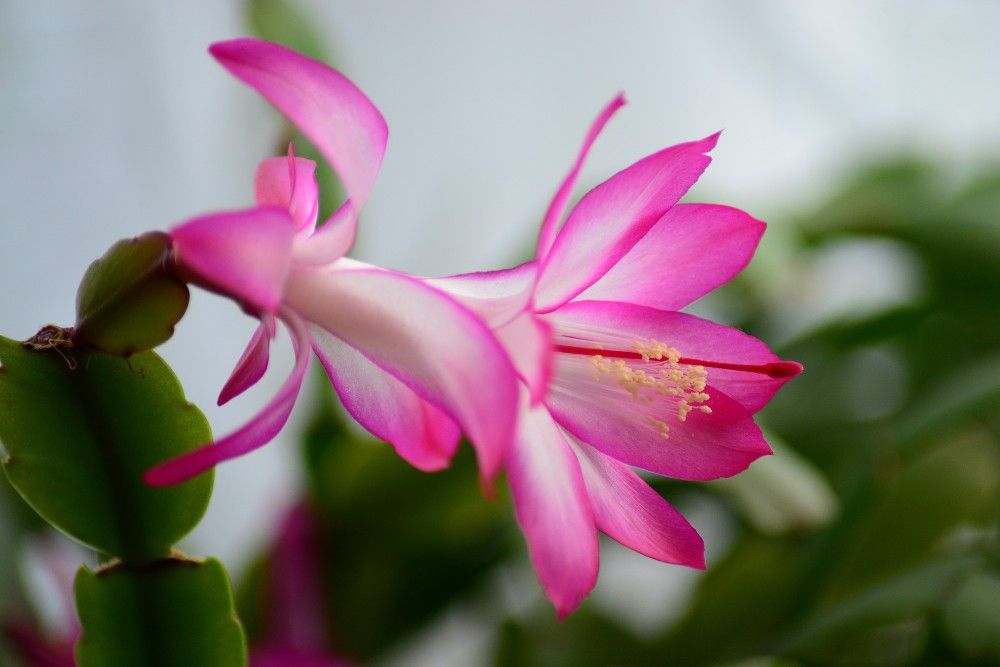 How To Grow and Care For Your Christmas Cactus