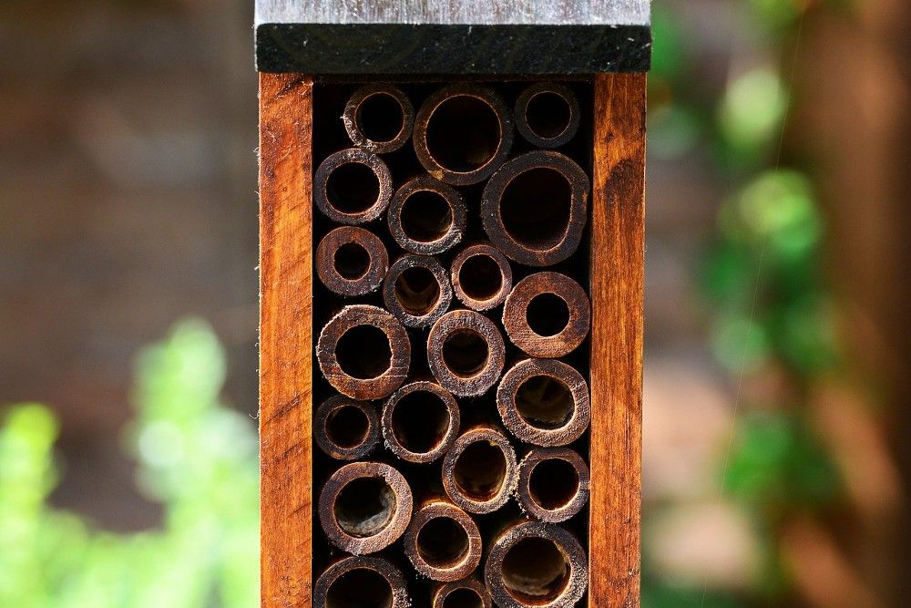 11 Ways To Attract More Pollinators To Your Yard