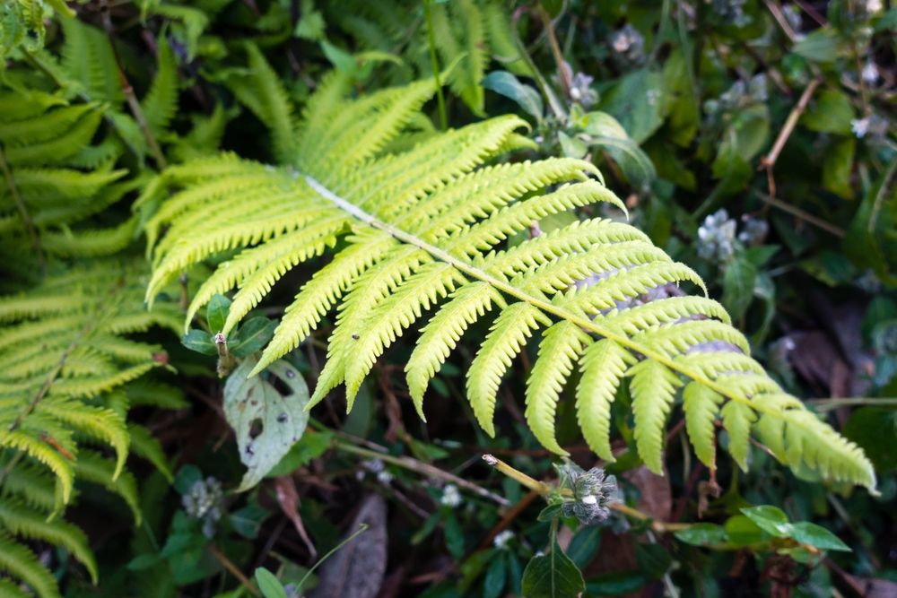 The Best Ferns For Hanging Baskets