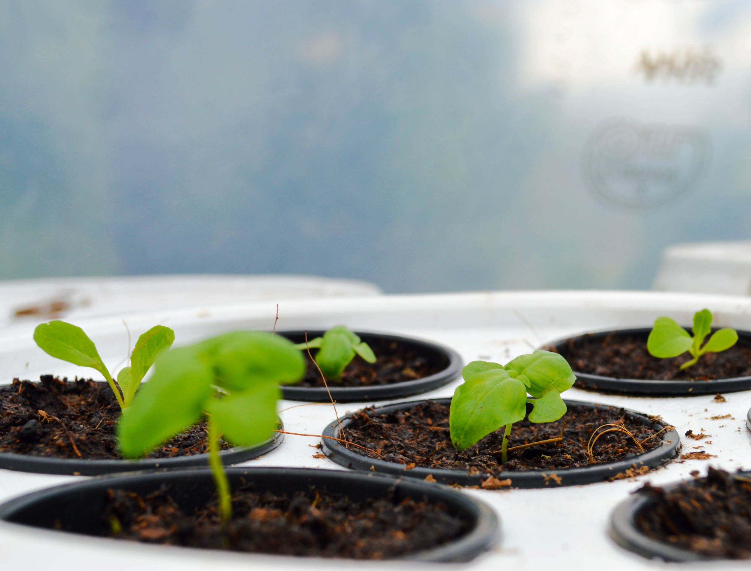 5 DIY Hydroponic Systems