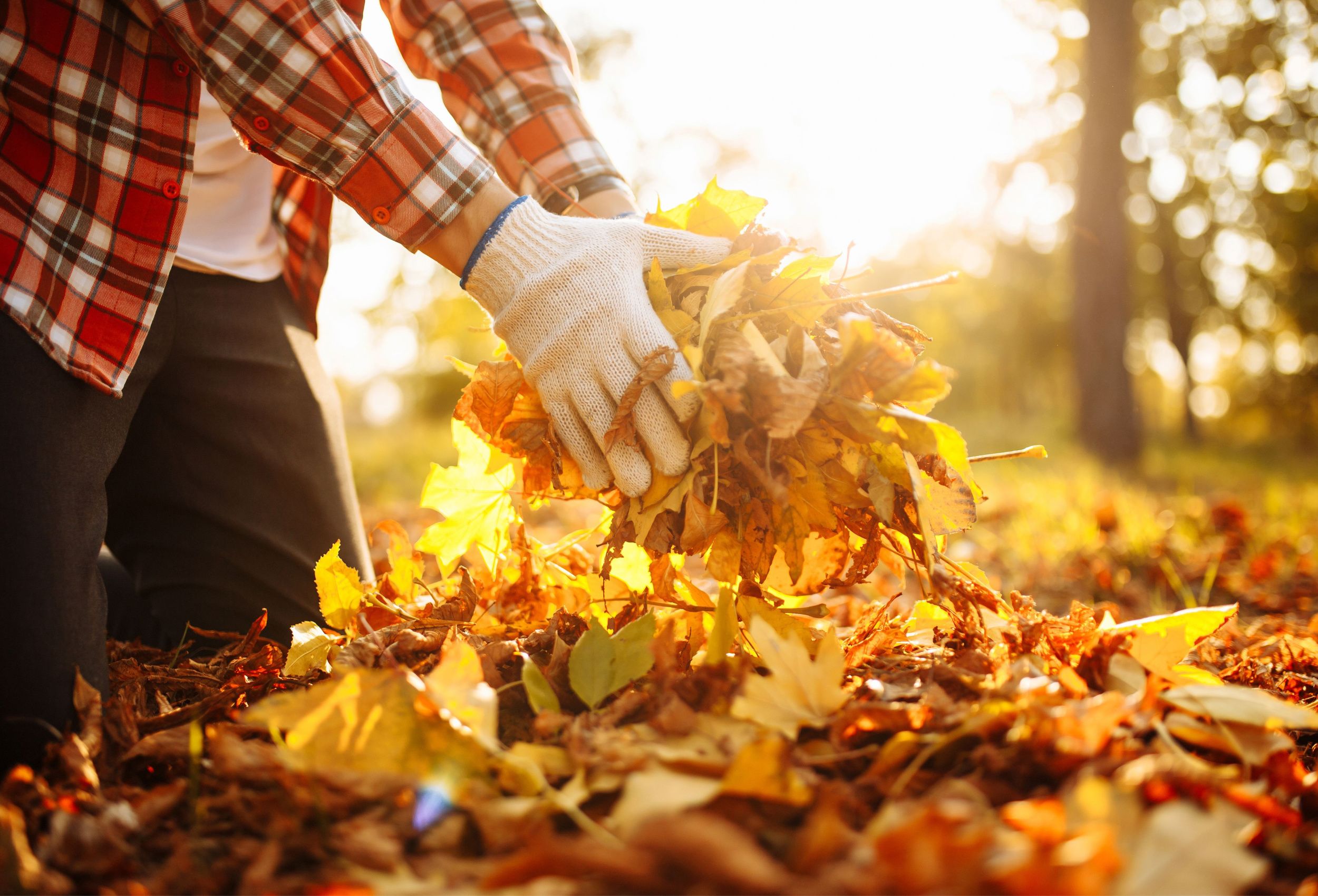 5 Ways To Use Fall Leaves in Your Garden