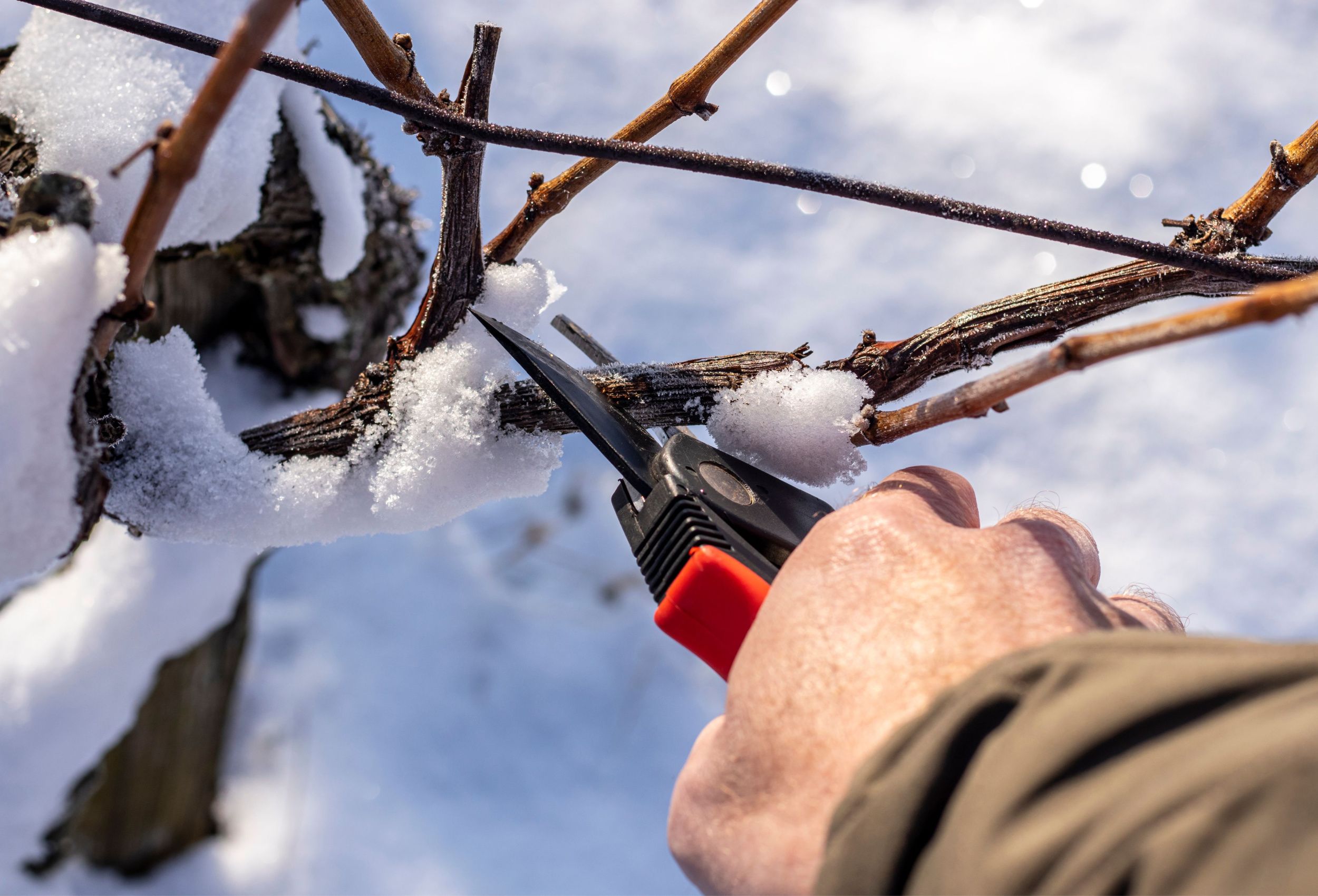 7 Plants You Should Always Prune in Winter