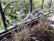 How To Revive Your Dying Lavender Plant
