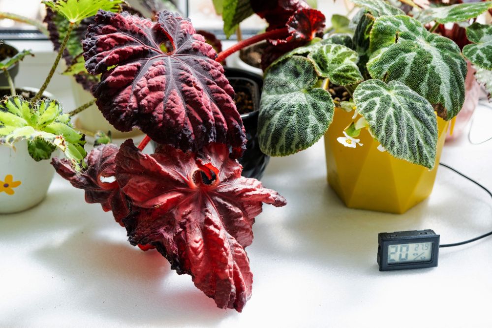 How to Care for Begonias as Houseplants