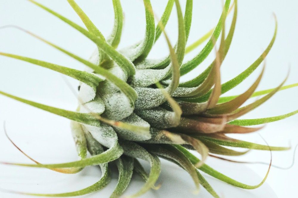 How Often to Water Your Air Plants