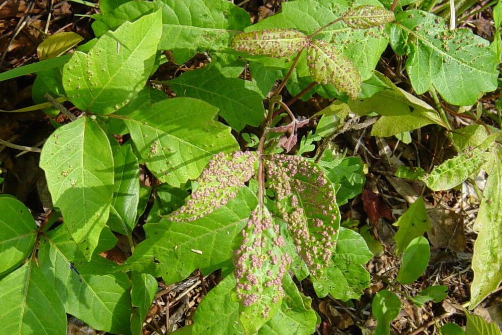10 Signs Your Plants Are Too Cold