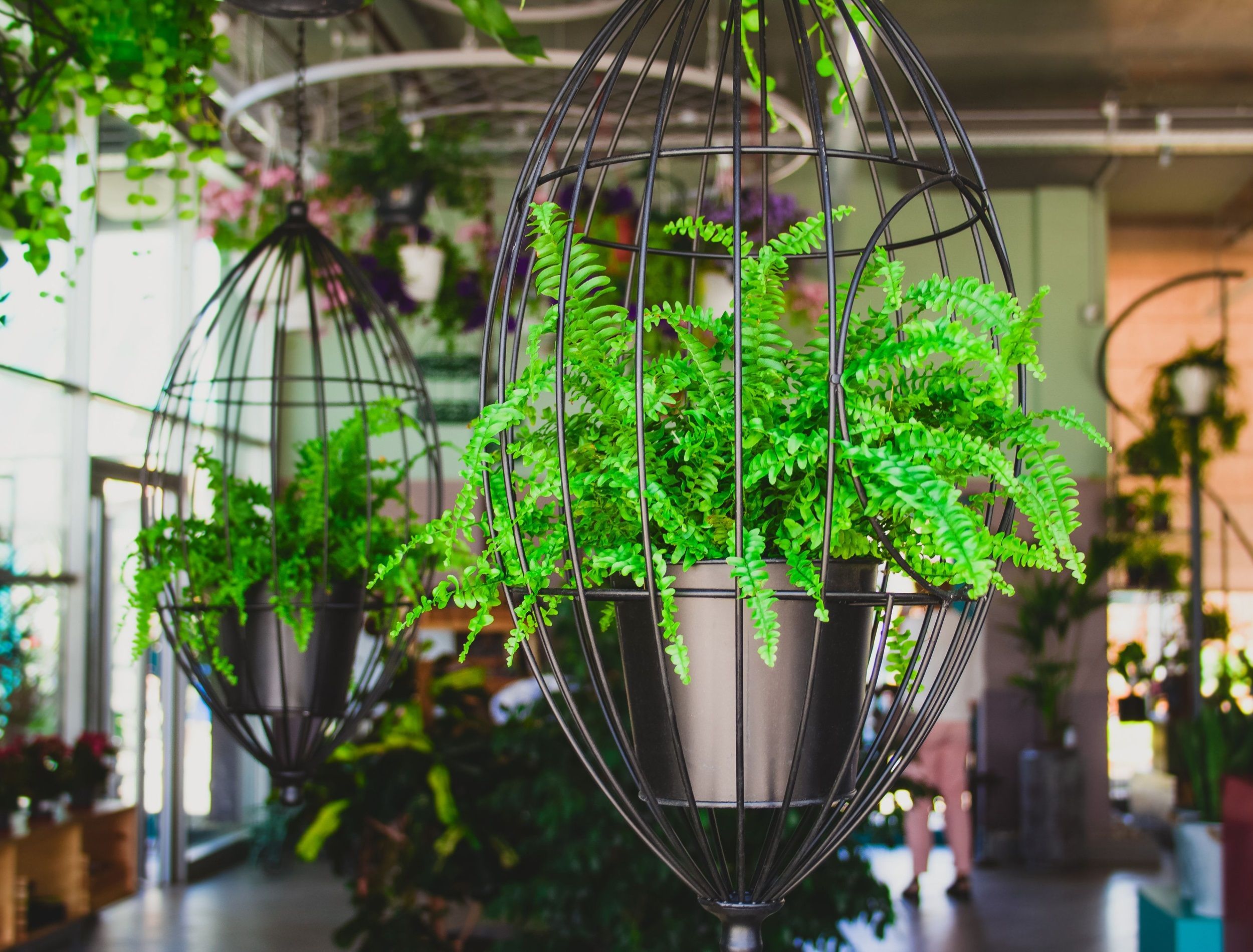 The Best Ferns For Hanging Baskets