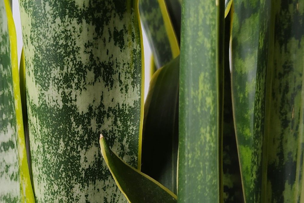 10 Signs Your Plants Are Too Cold