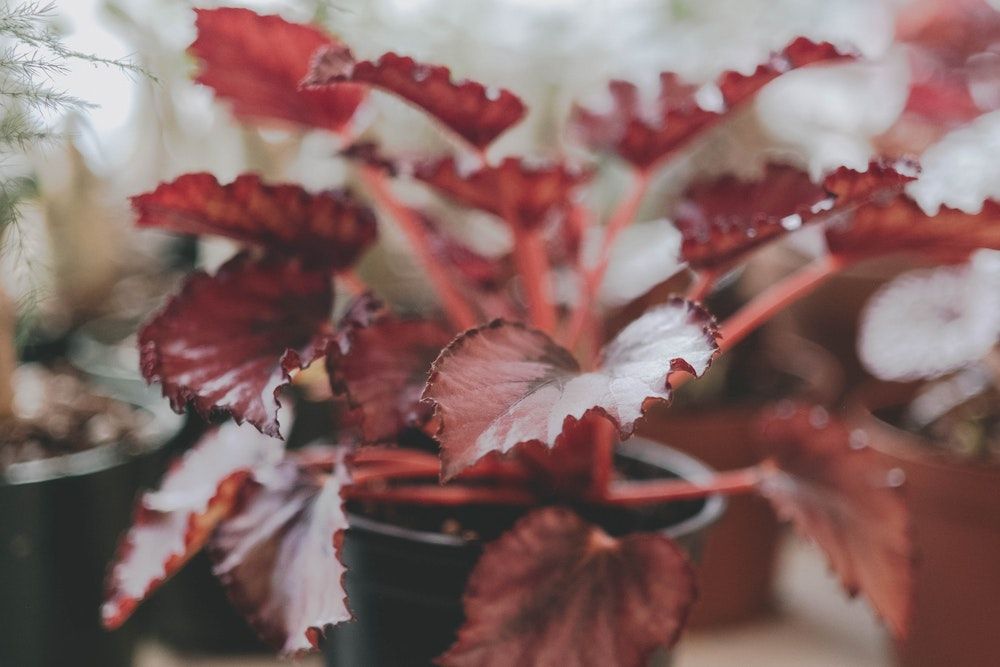 How to Care for Begonias as Houseplants