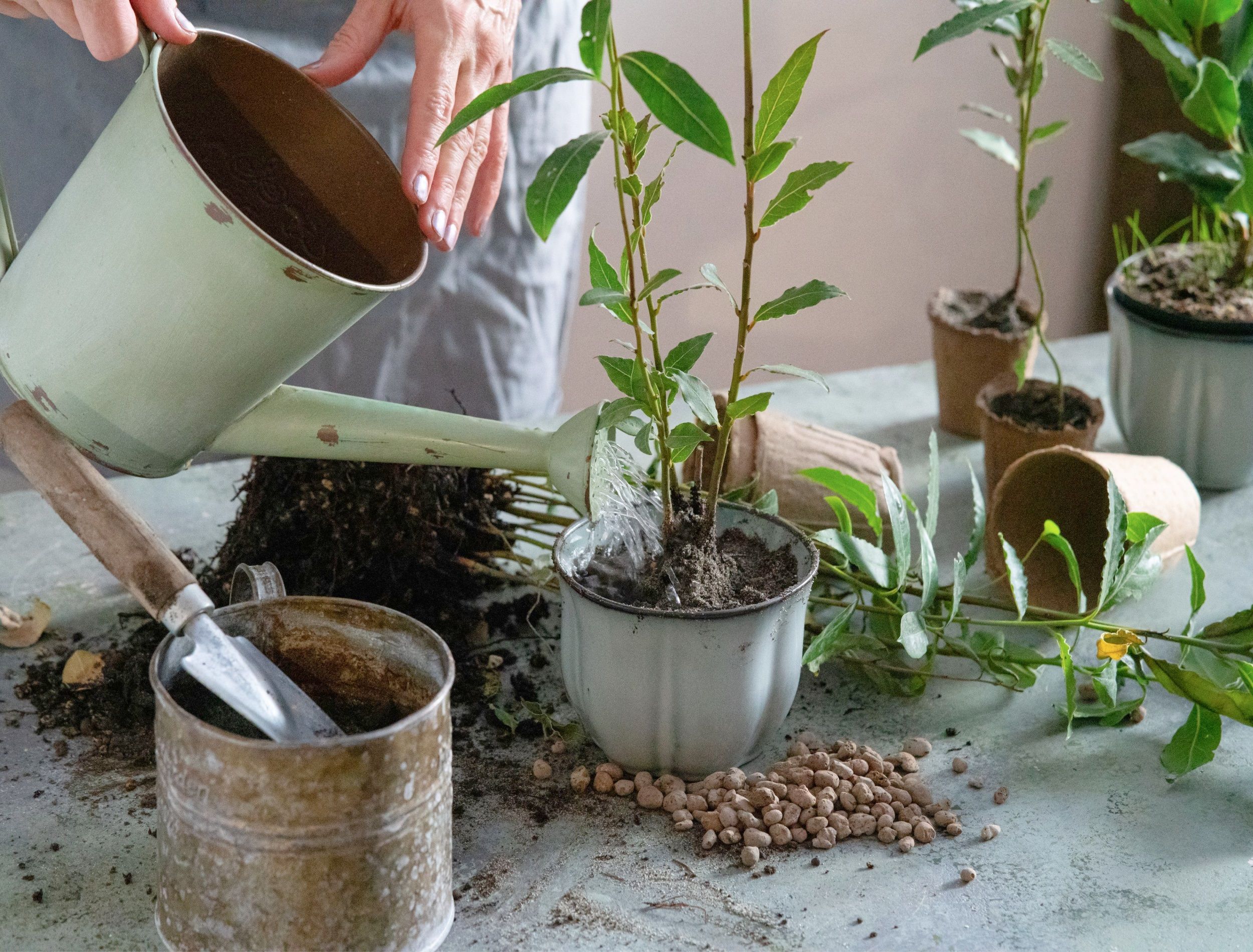 3 Best Trees to Grow in Containers