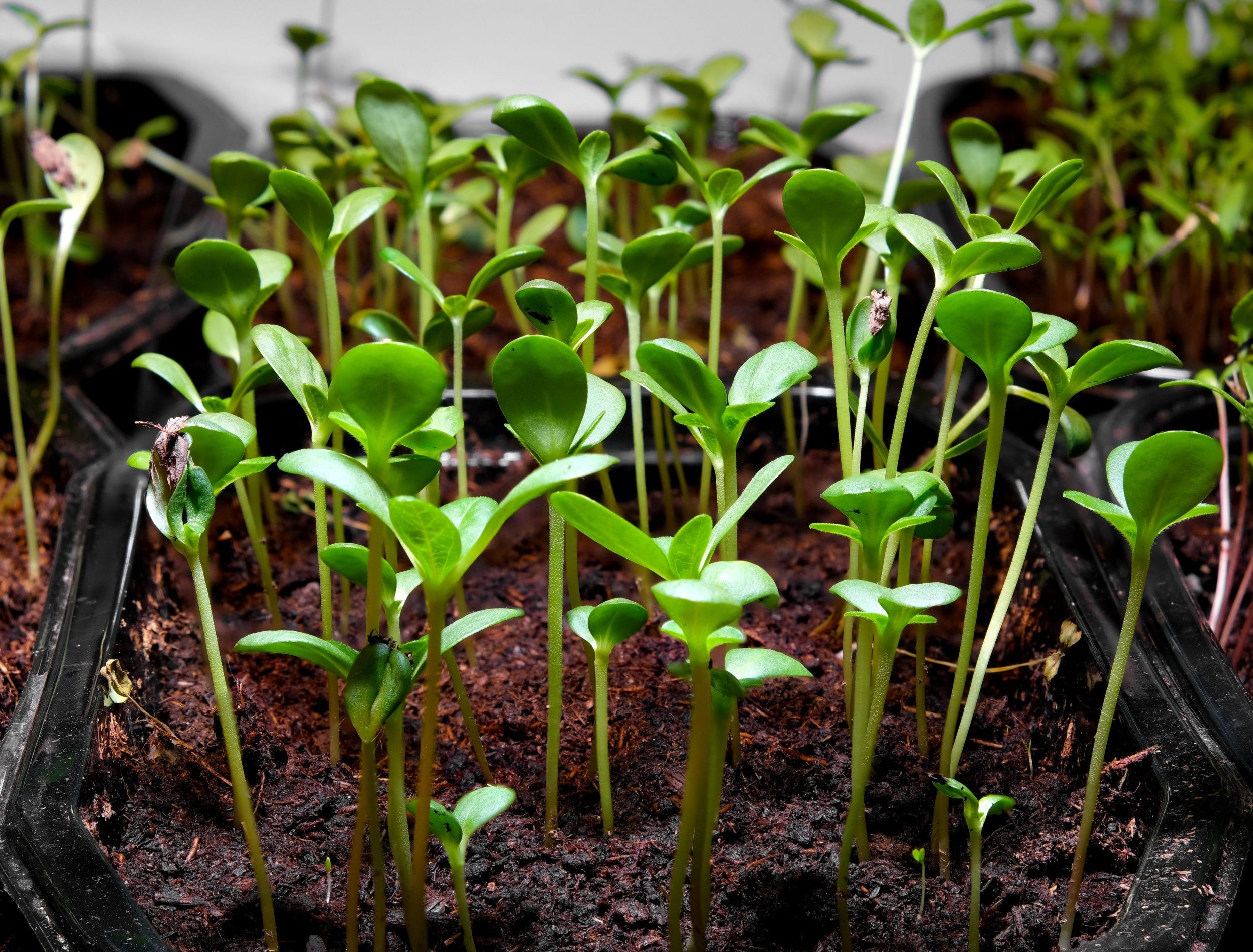 How To Start Seeds Indoors In Winter