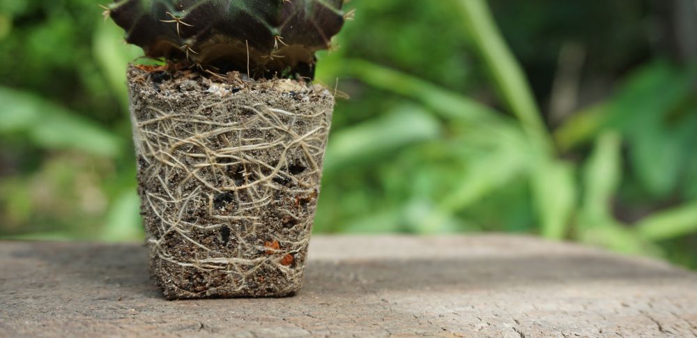 How To Repot a Cactus Plant