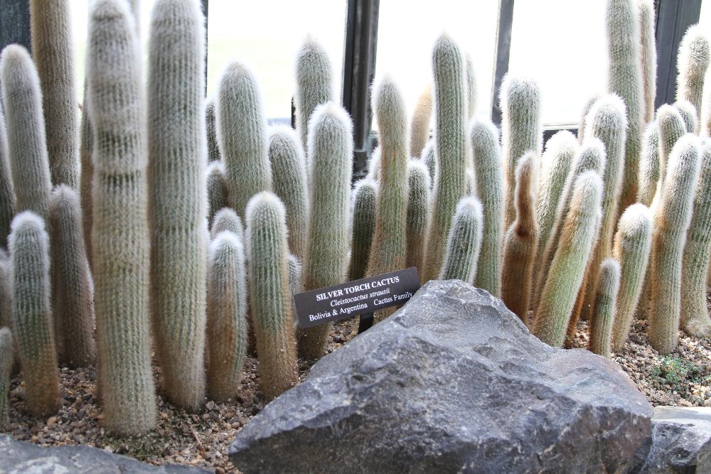5 Cactus Plants To Grow In Your Garden