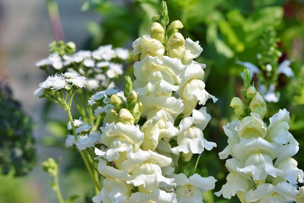 10 Flower Seeds Best For Winter Sowing