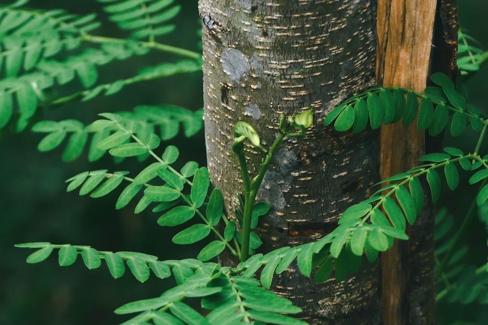 10 Signs Your Plants Are Too Cold