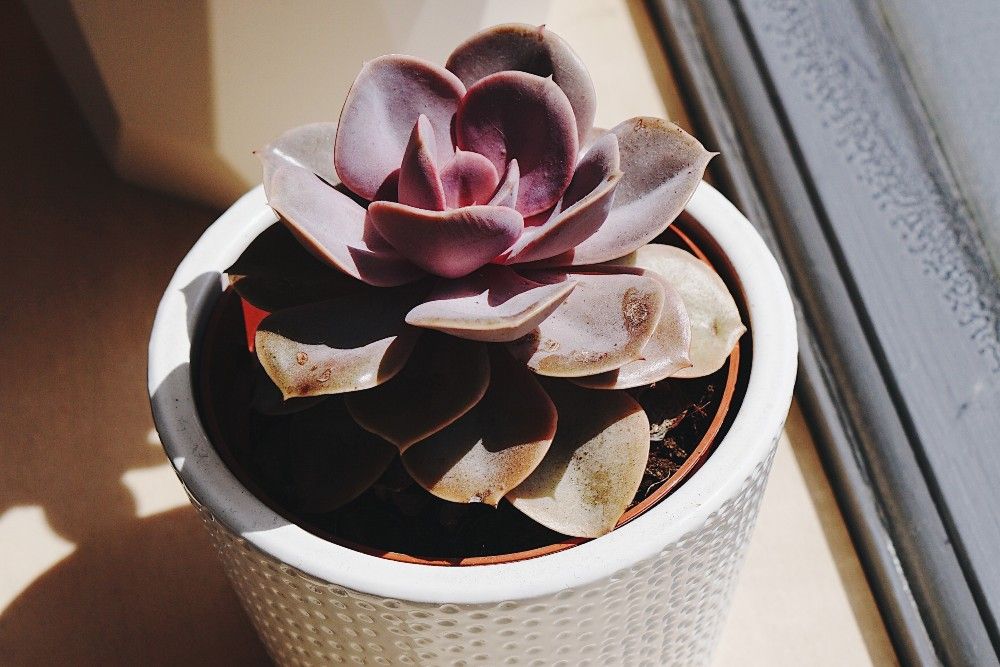 Why Your Succulents Are Leggy or Stretched