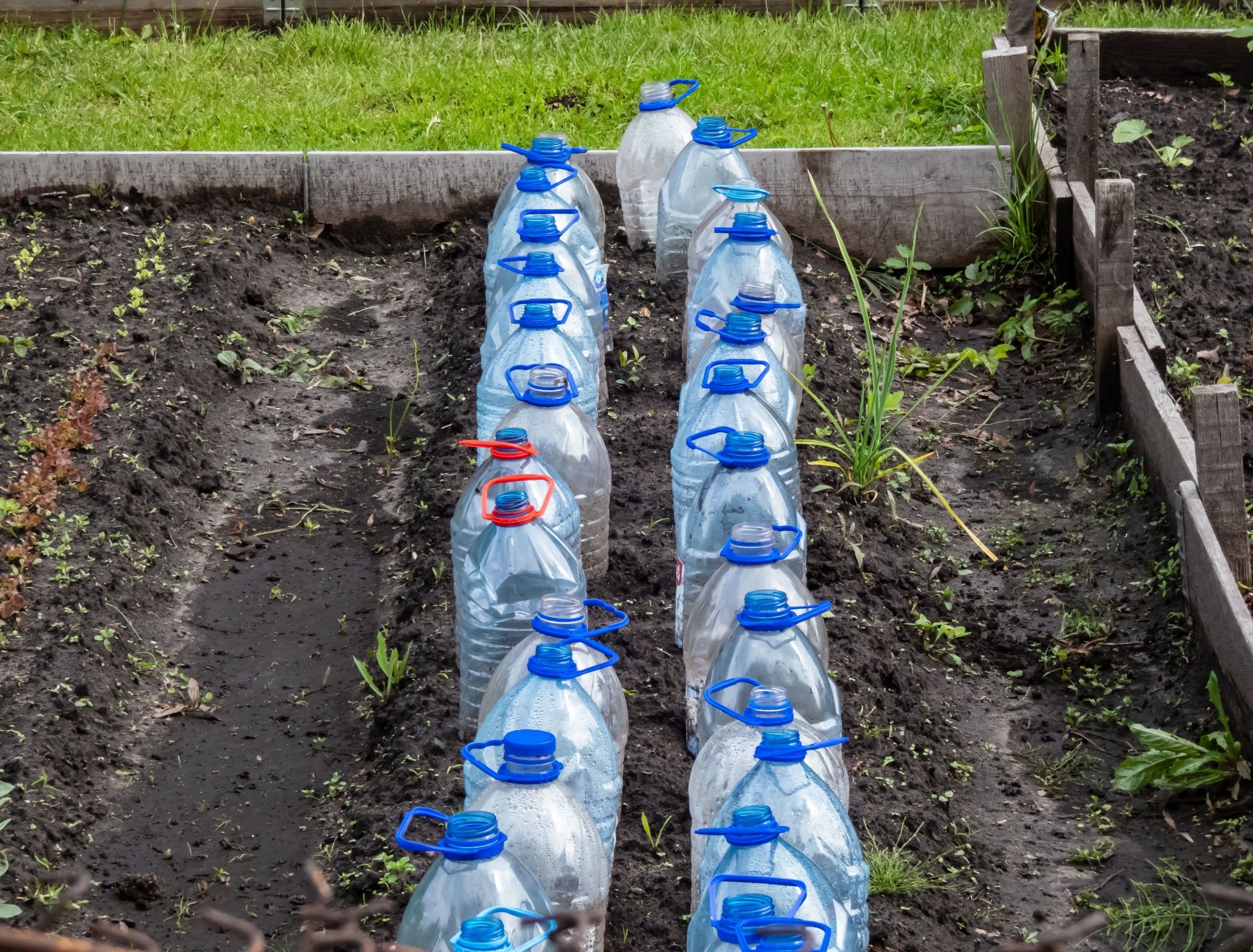 10 Flower Seeds Best For Winter Sowing