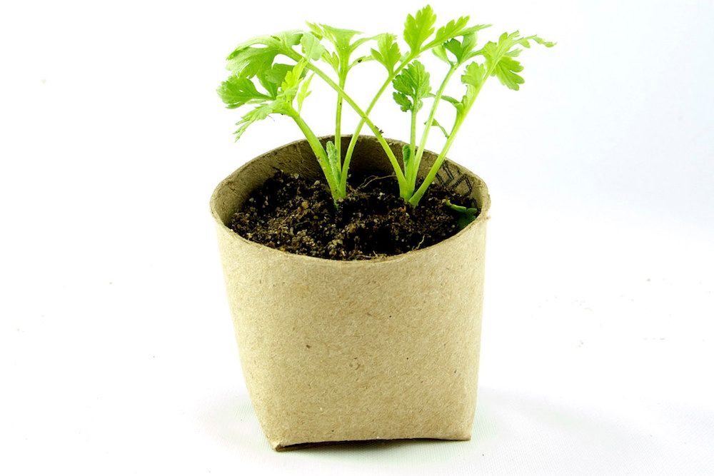 How To Sow Seeds Using Toilet Paper Rolls
