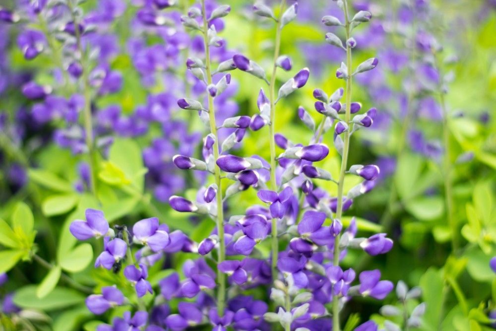 5 Stress Relieving Plants You Need For Your Home or Office