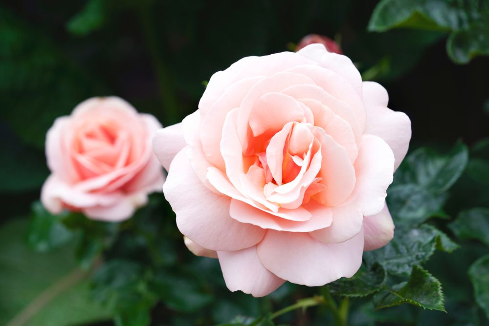 11 Types of Roses To Grow in Your Garden
