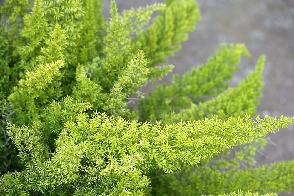 How To Grow and Care For An Asparagus Fern