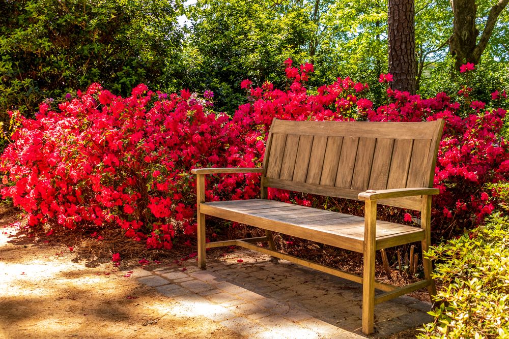 6 Tips For Caring For Your Azaleas