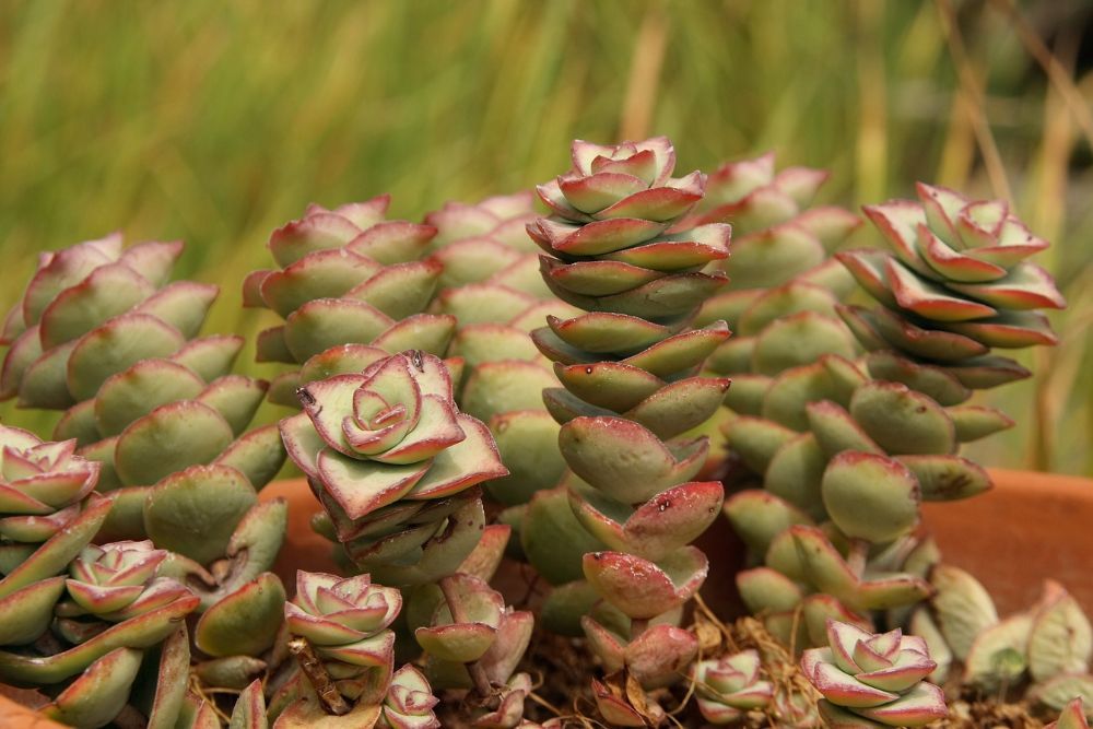 5 Trailing Succulents Perfect For Hanging Baskets