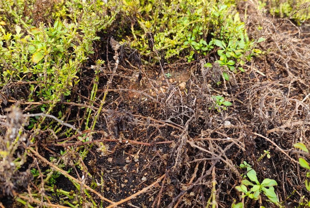 How To Identify And Prevent Root Rot