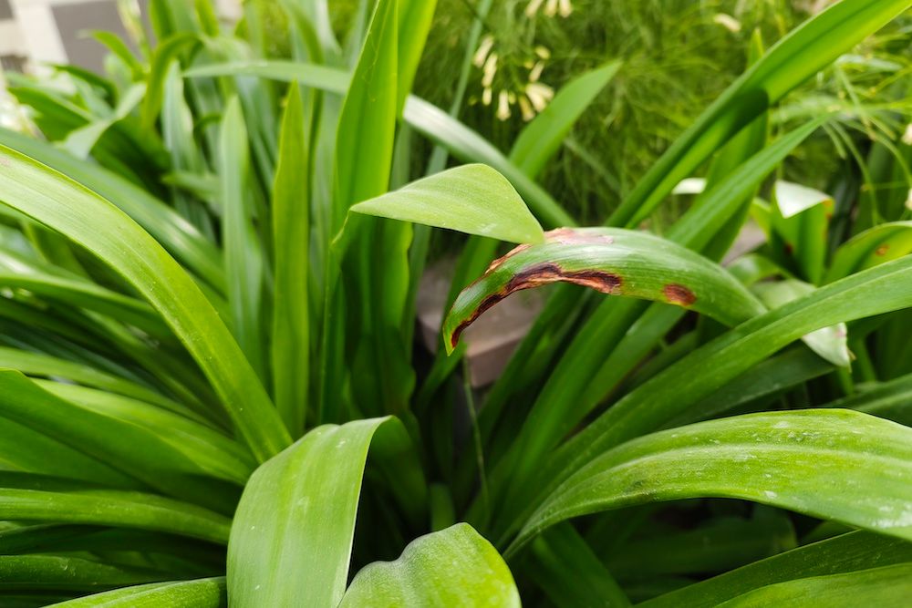 How To Identify and Prevent Root Rot