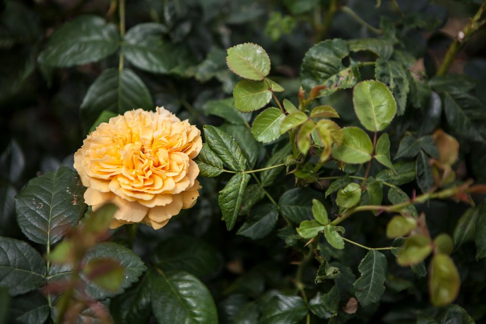 11 Types of Roses To Grow in Your Garden