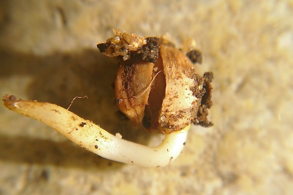 How To Grow Roses From Seeds