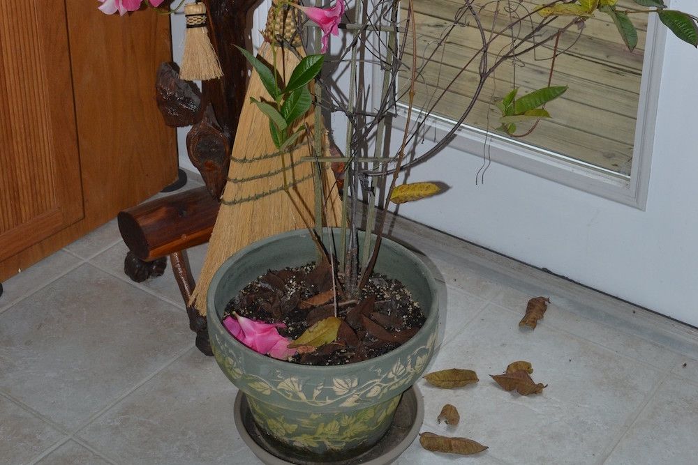 8 Tips For Caring For Mandevilla in Winter