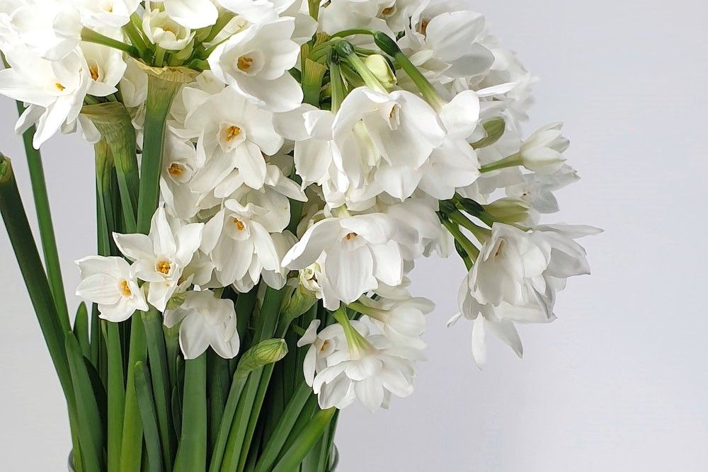 6 Easiest Flower Bulbs to Force Indoors