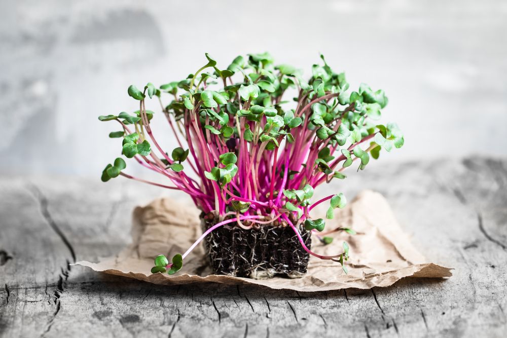 12 Fast Growing Seeds That Germinate Quickly