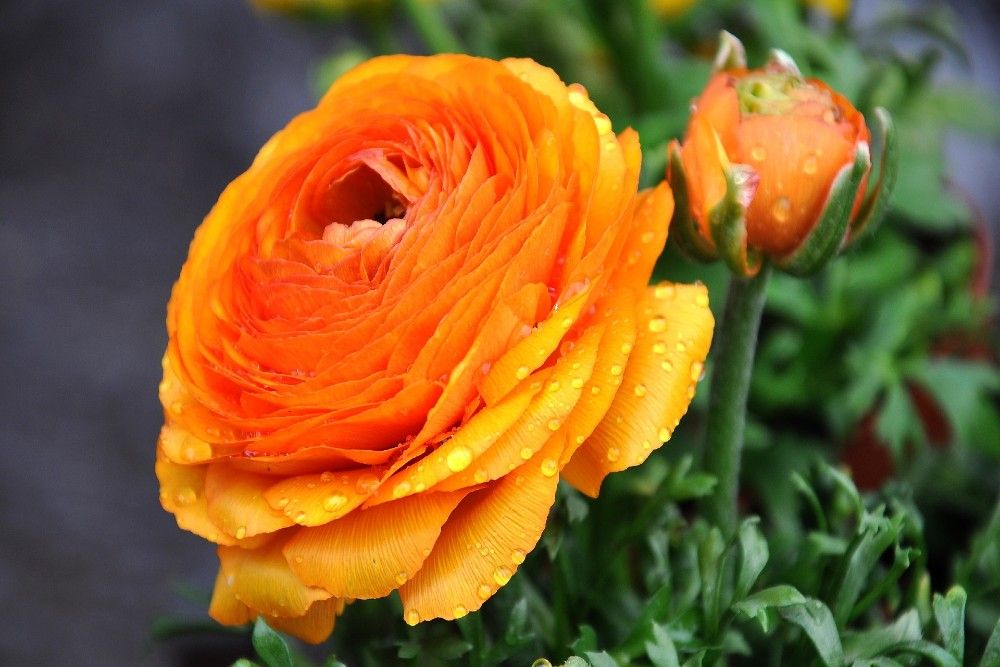 8 Most Beautiful Flowers to Grow in Your Garden