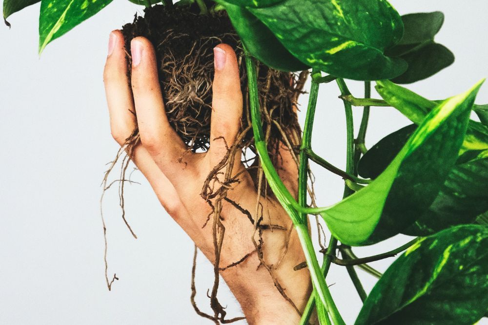 How to Train Your Pothos Plant to Climb