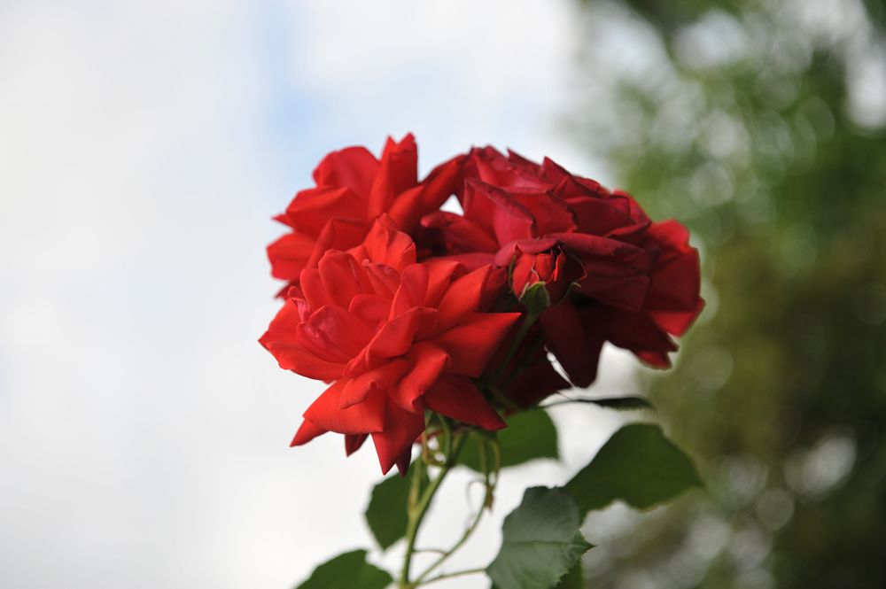 11 Types of Roses To Grow in Your Garden