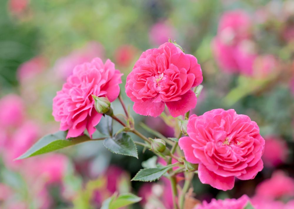 11 Types of Roses To Grow in Your Garden