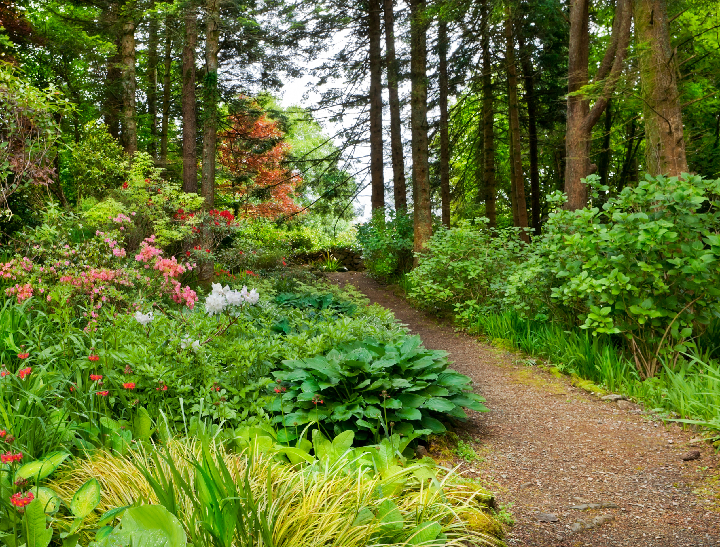 8 Woodland Garden Ideas You'll Love