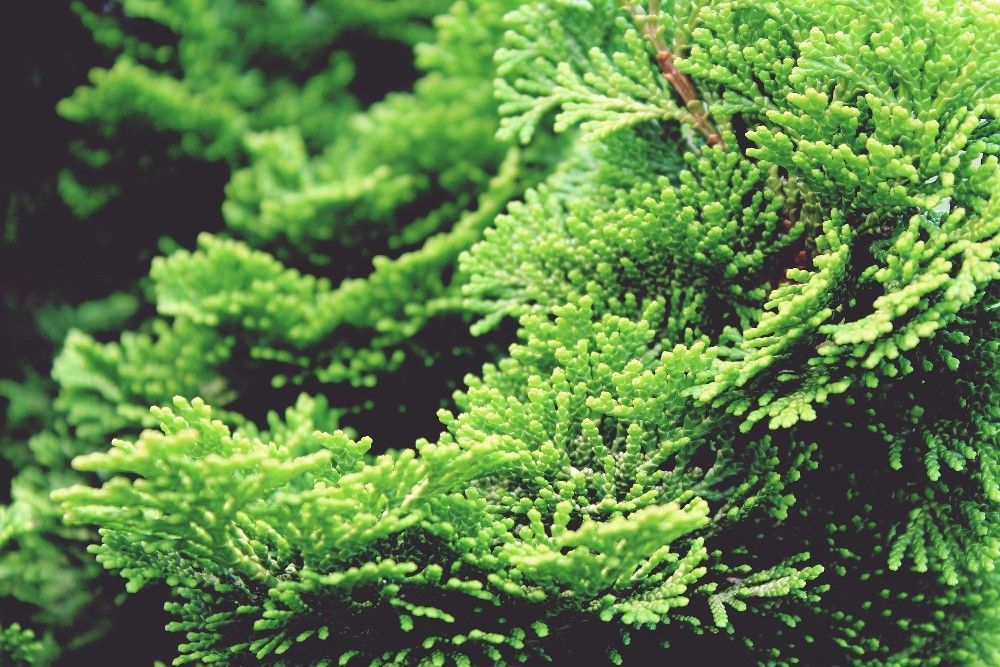 4 Best Dwarf Conifers For Your Landscape