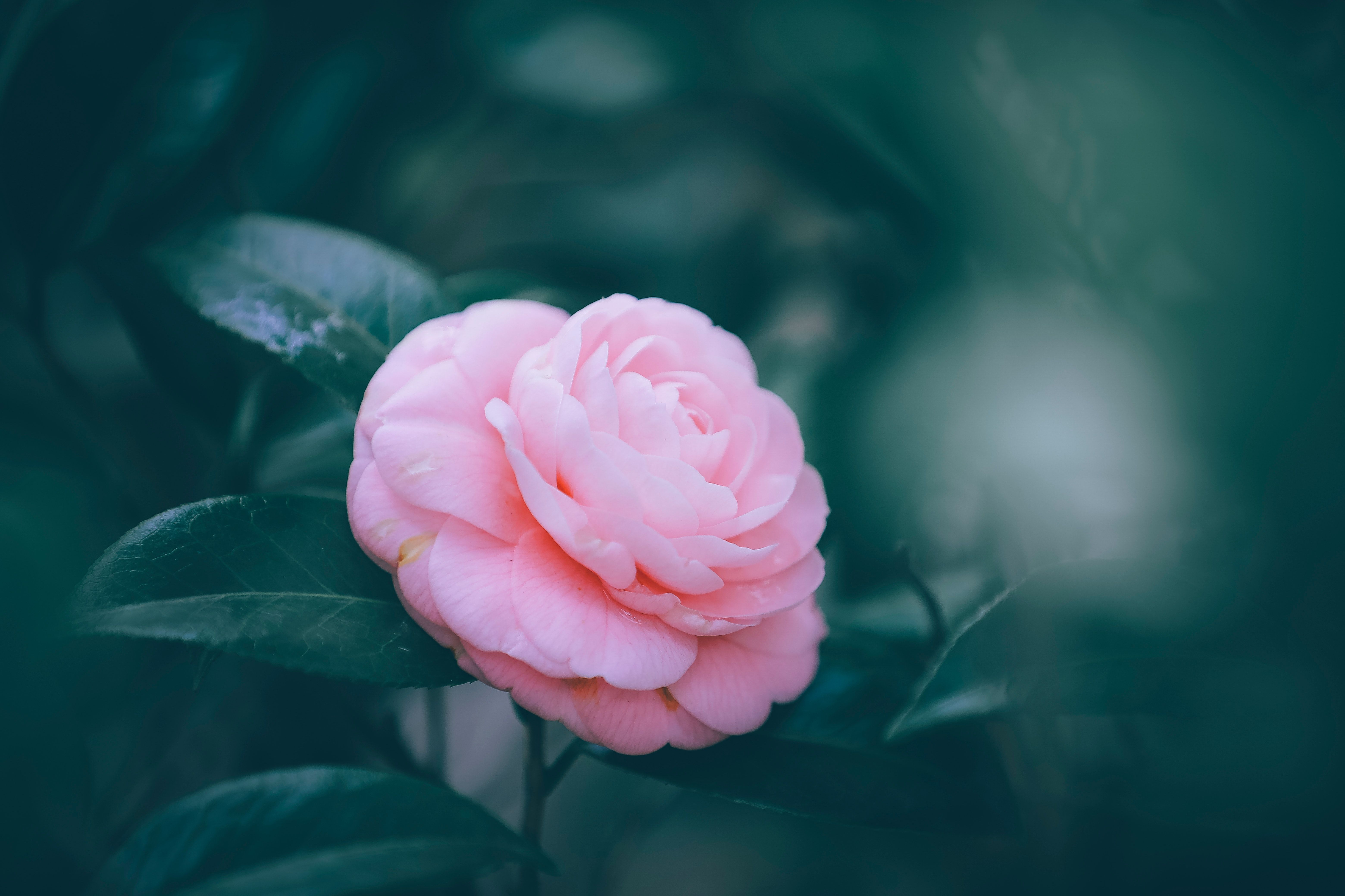 9 Beautiful Flowers That Look Like Roses