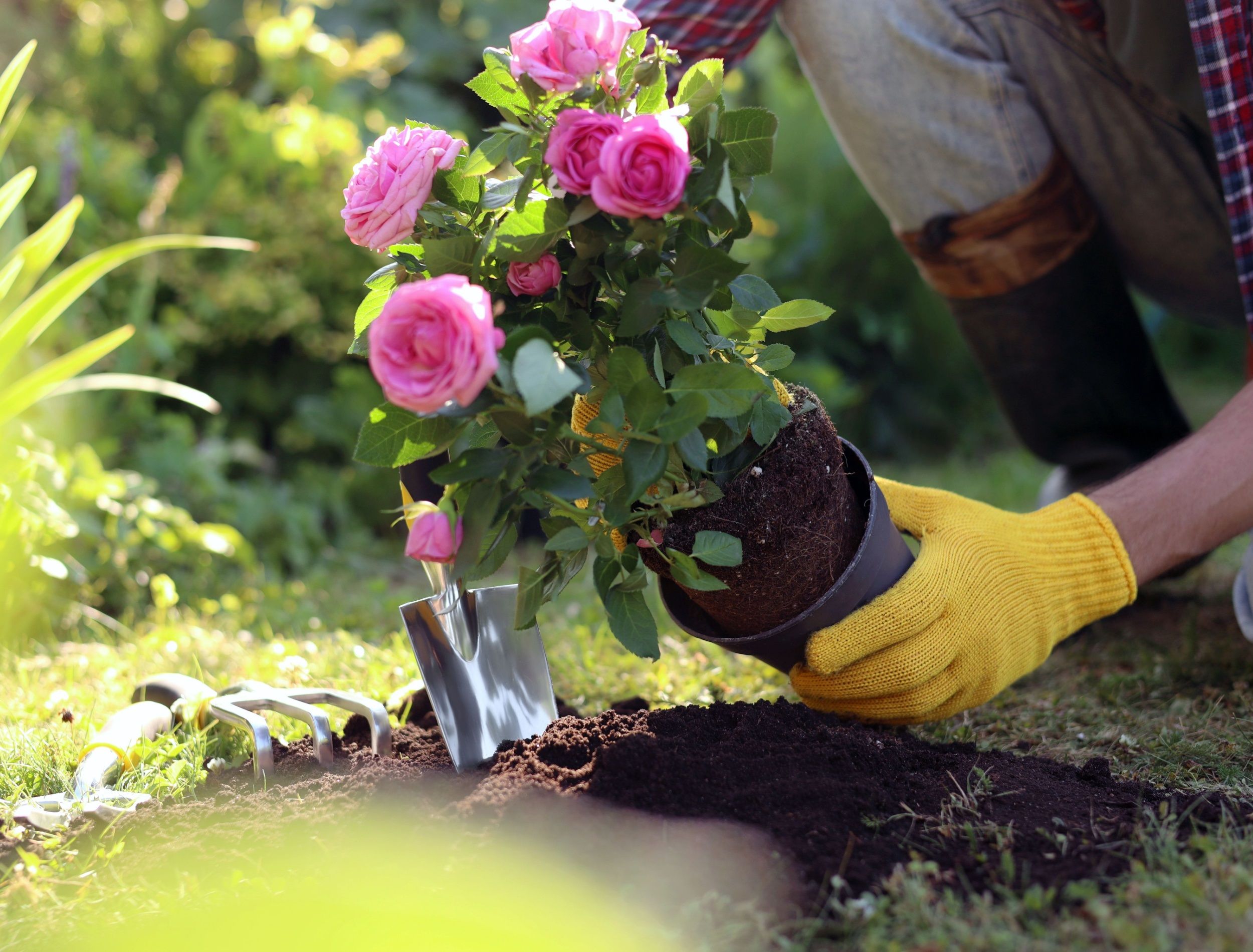 When To Plant Roses