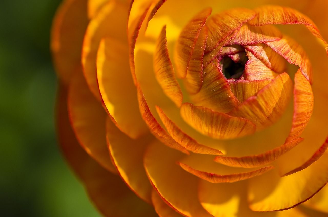 9 Beautiful Flowers That Look Like Roses