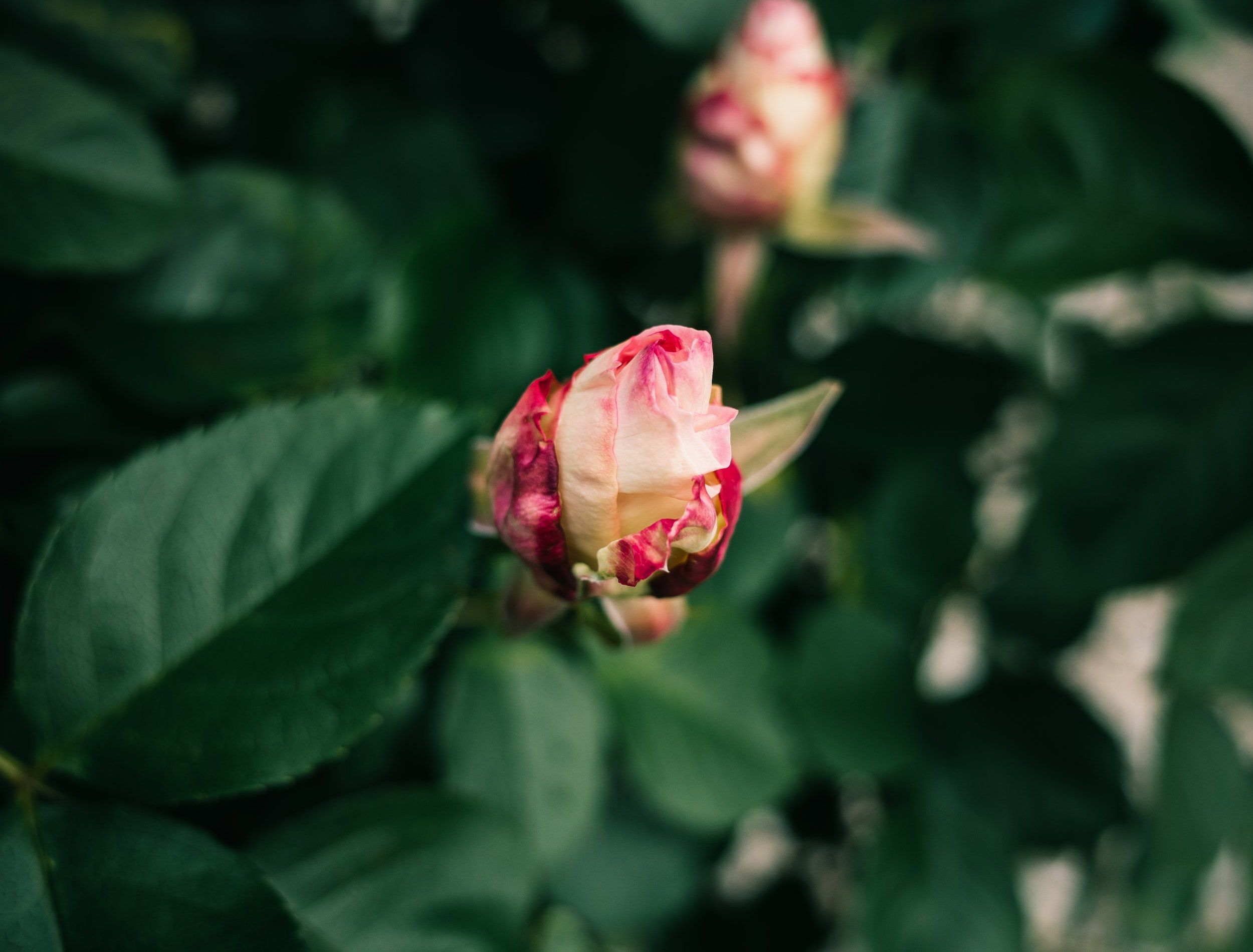 How To Grow Roses From Seeds