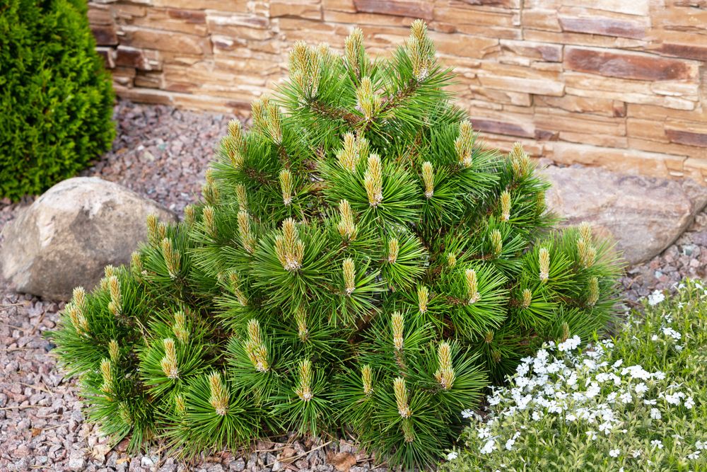 4 Best Dwarf Conifers For Your Landscape