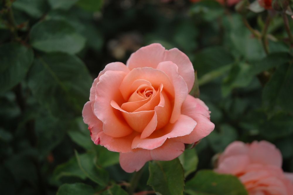 11 Types of Roses To Grow in Your Garden