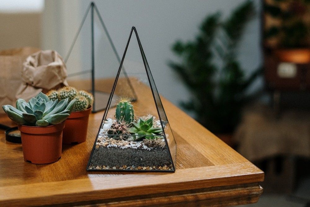 5 Best Houseplants For Your Coffee Table